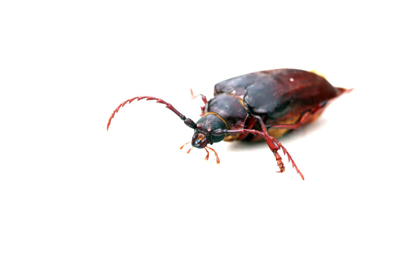 Ten Beetles Native to California - A-Z Animals