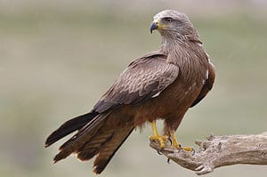 Explore the 35 Incredible 4-Letter Birds - A-Z Animals