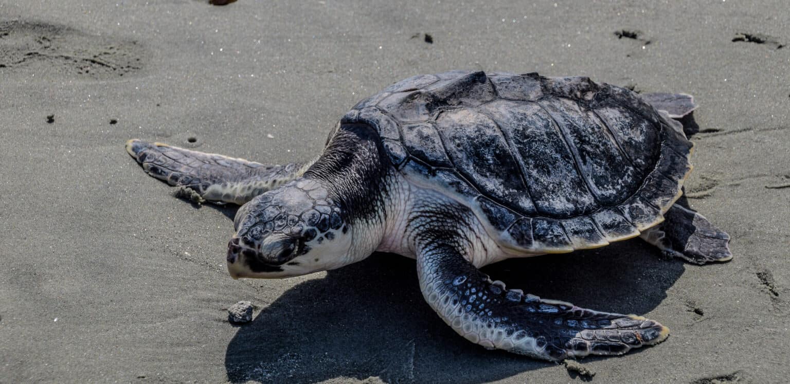 Discover How Fast Sea Turtles Can Swim: Top Speeds and Interesting ...