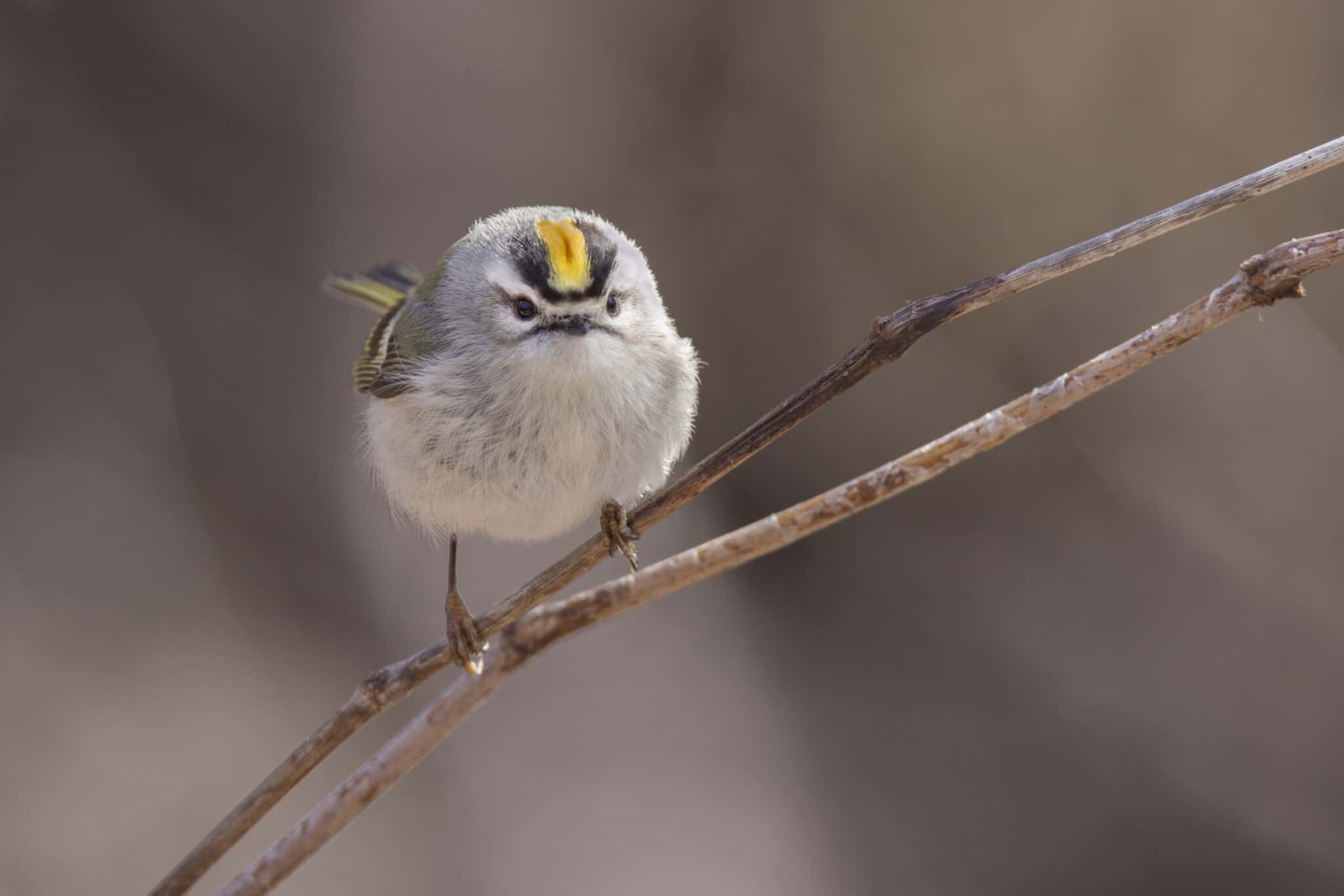 The Tiniest Birds in America - A-Z Animals Slideshows