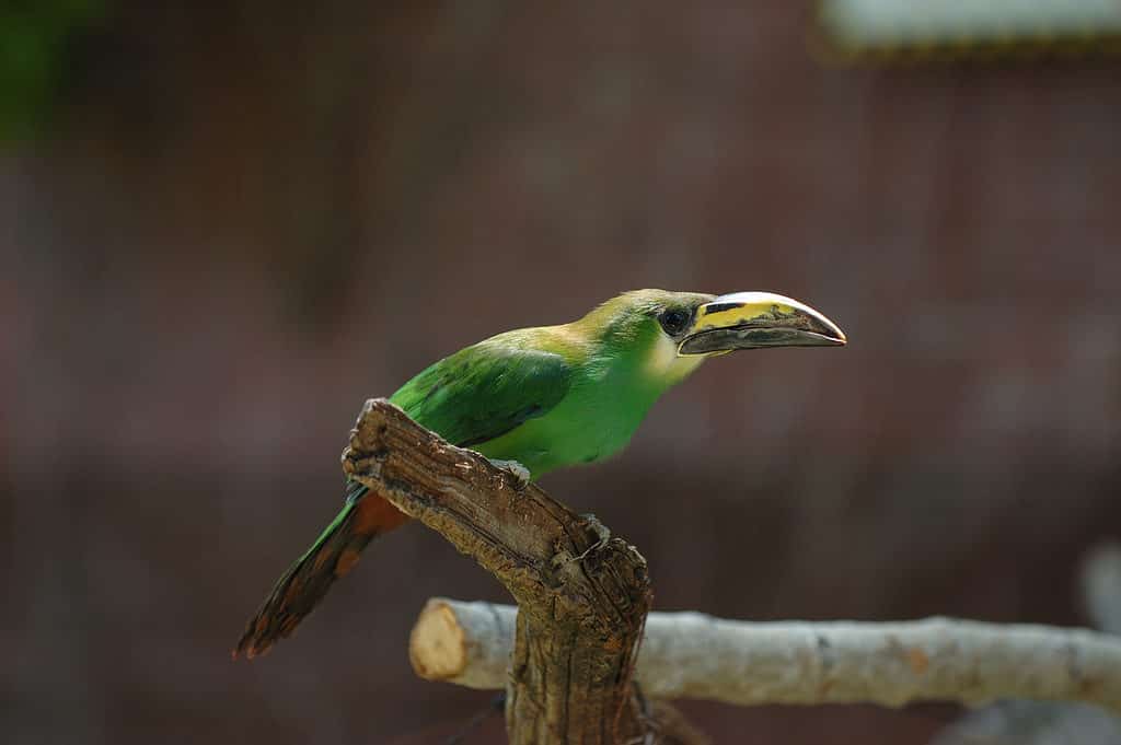 Wildlife in Nicaragua - Types of Nicaraguan Animals - A-Z Animals