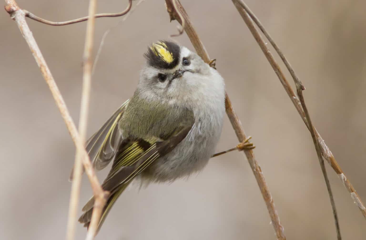 Golden-Crowned Kinglet Bird Facts - Regulus Satrapa - A-Z Animals