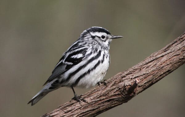 26 Black and White Birds (With Pictures of Each to Help You Identify ...