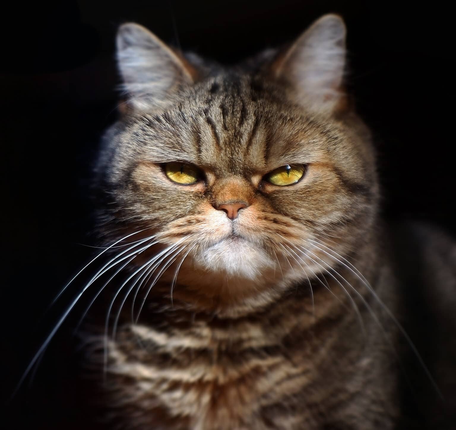 What Kind of Cat Was Grumpy Cat? - A-Z Animals