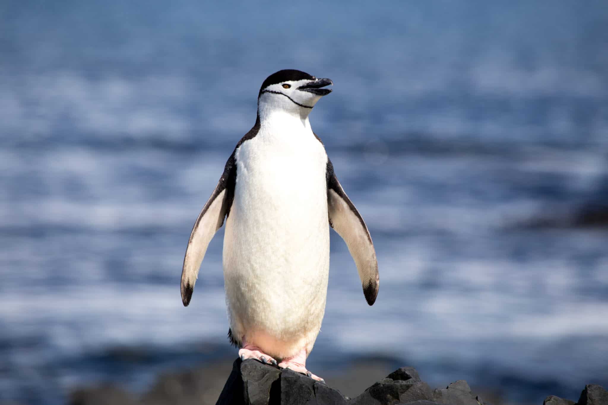 Penguin Poop: Everything You've Ever Wanted to Know - A-Z Animals