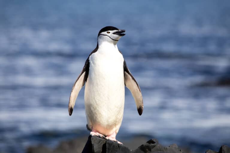 Penguin Poop: Everything You've Ever Wanted to Know - A-Z Animals