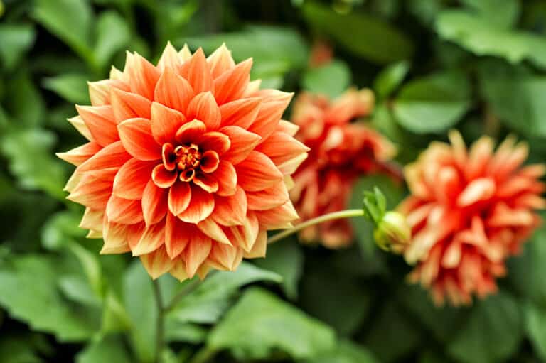 10 Orange Annual Flowers: Blossoms of Joy - A-Z Animals