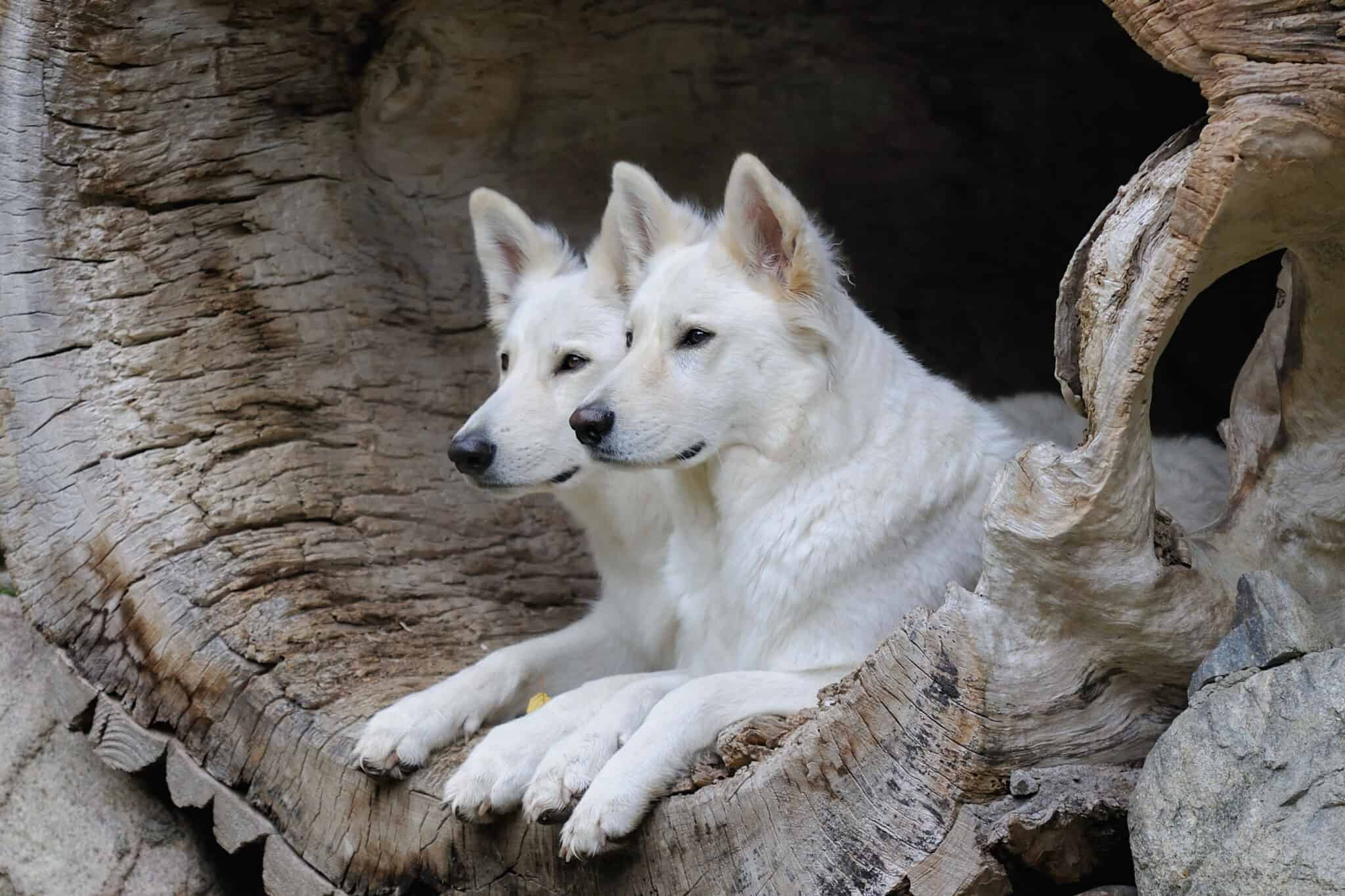 What Kind of Dog Is Bolt? Breed Information, Pictures, and Facts - A-Z ...