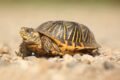 Discover the 7 Official State Animals of Nebraska - A-Z Animals
