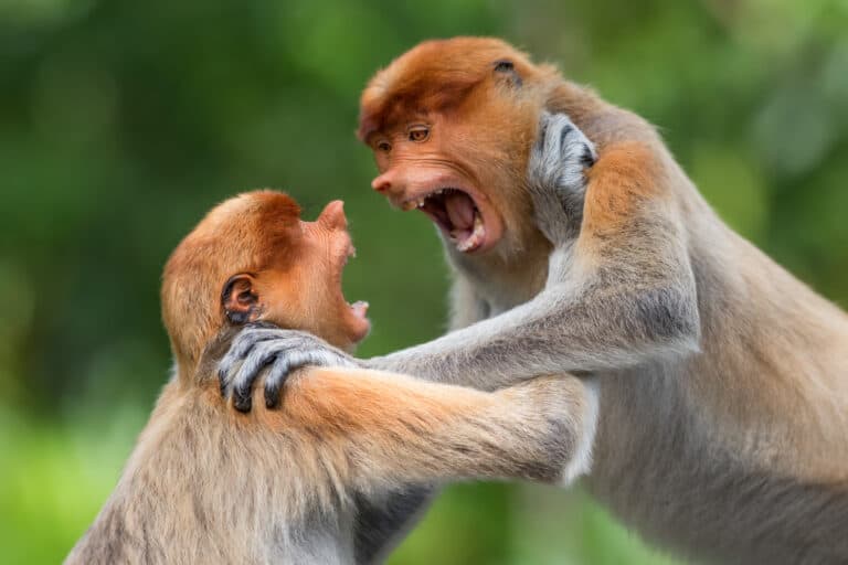 Proboscis Monkey Animal Facts - Nasalis larvatus - A-Z Animals
