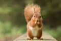 Squirrel Animal Facts - Sciuridae - A-Z Animals