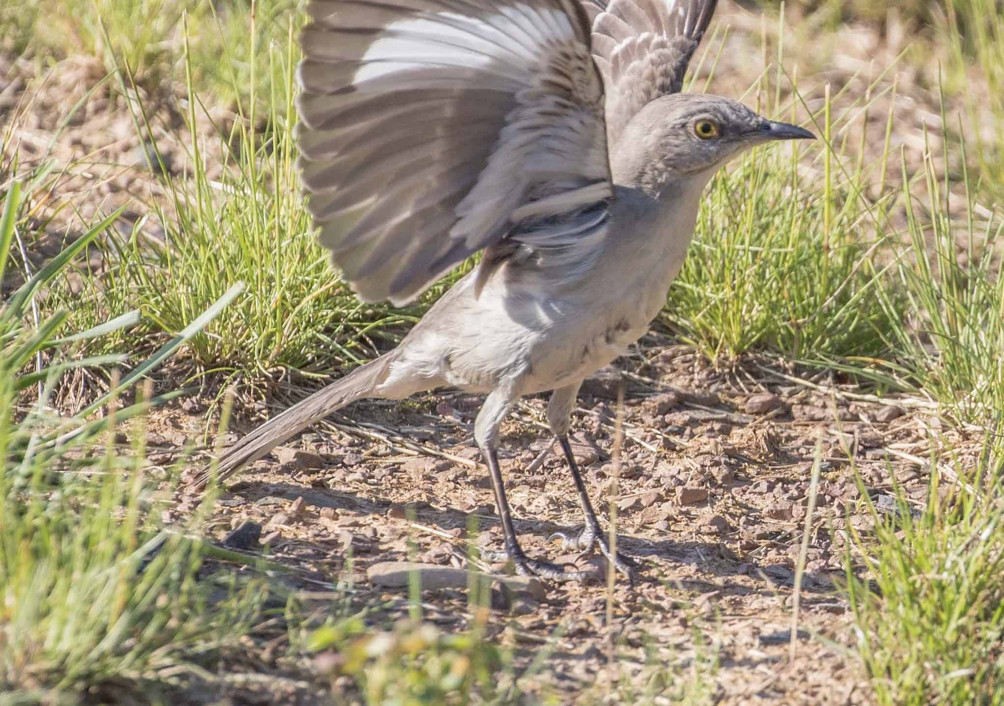 Discover the Official State Bird of Arkansas - A-Z Animals