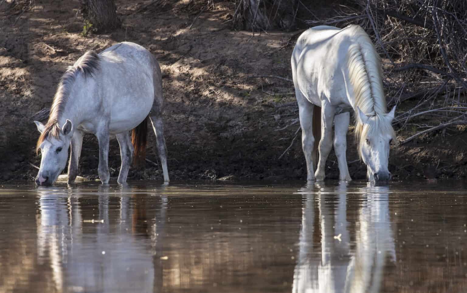 These Animals Hate Water - A-Z Animals Slideshows