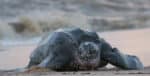 Leatherback Sea Turtle Size Comparison: Just How Big Do They Get? - A-Z ...
