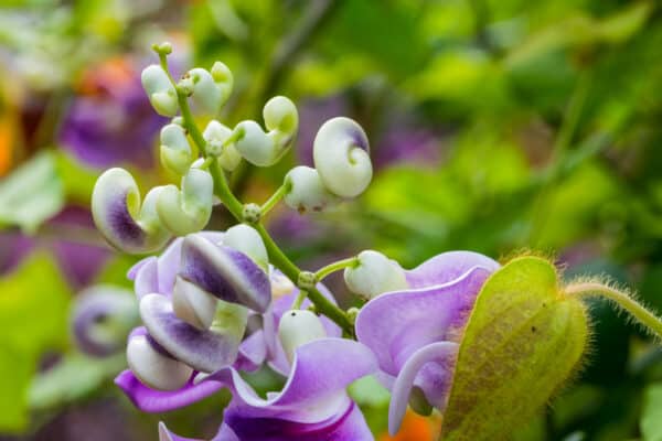 Snail Vine vs Corkscrew Vine: What Are The Differences? - A-Z Animals