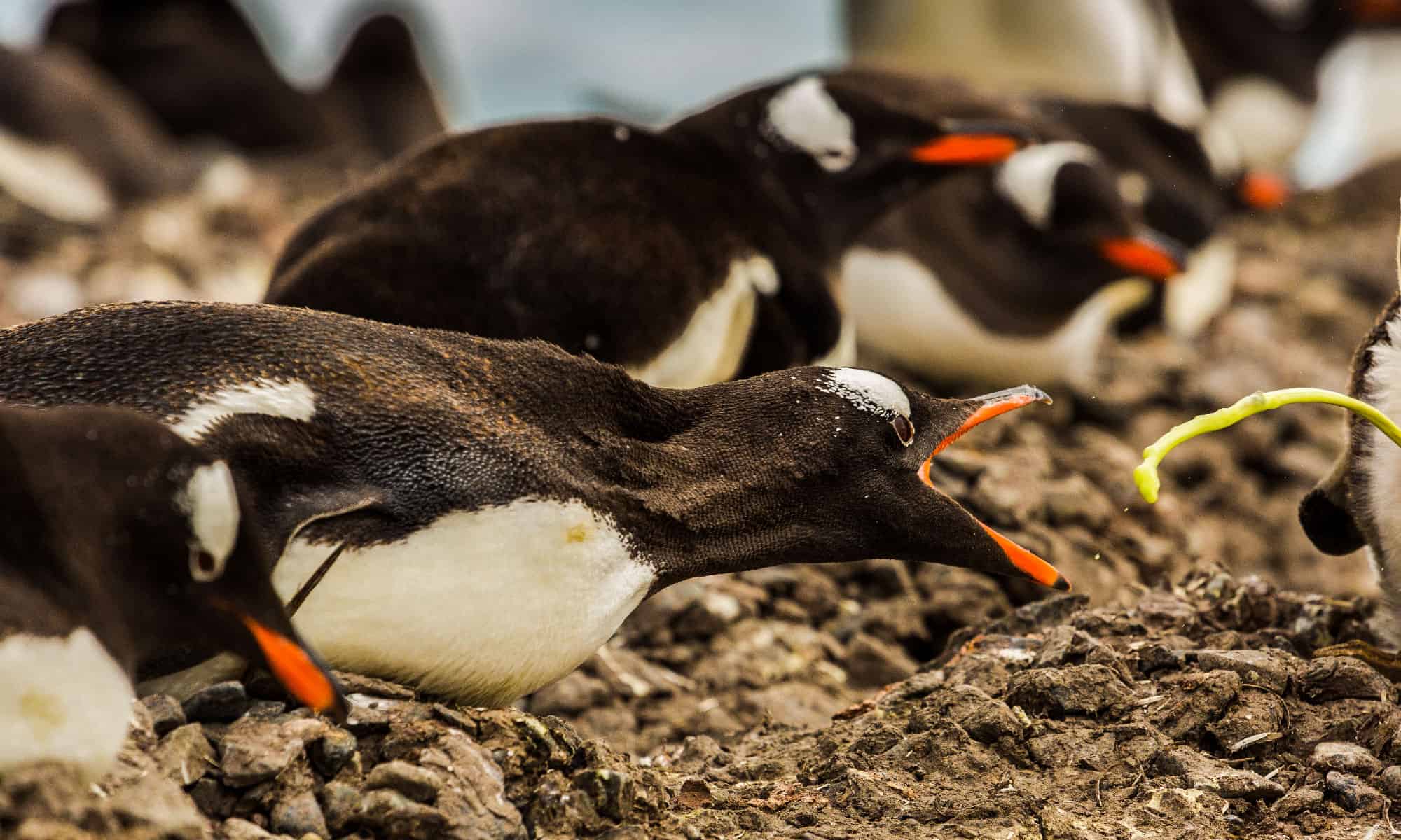 Penguin Poop: Everything You've Ever Wanted to Know - A-Z Animals