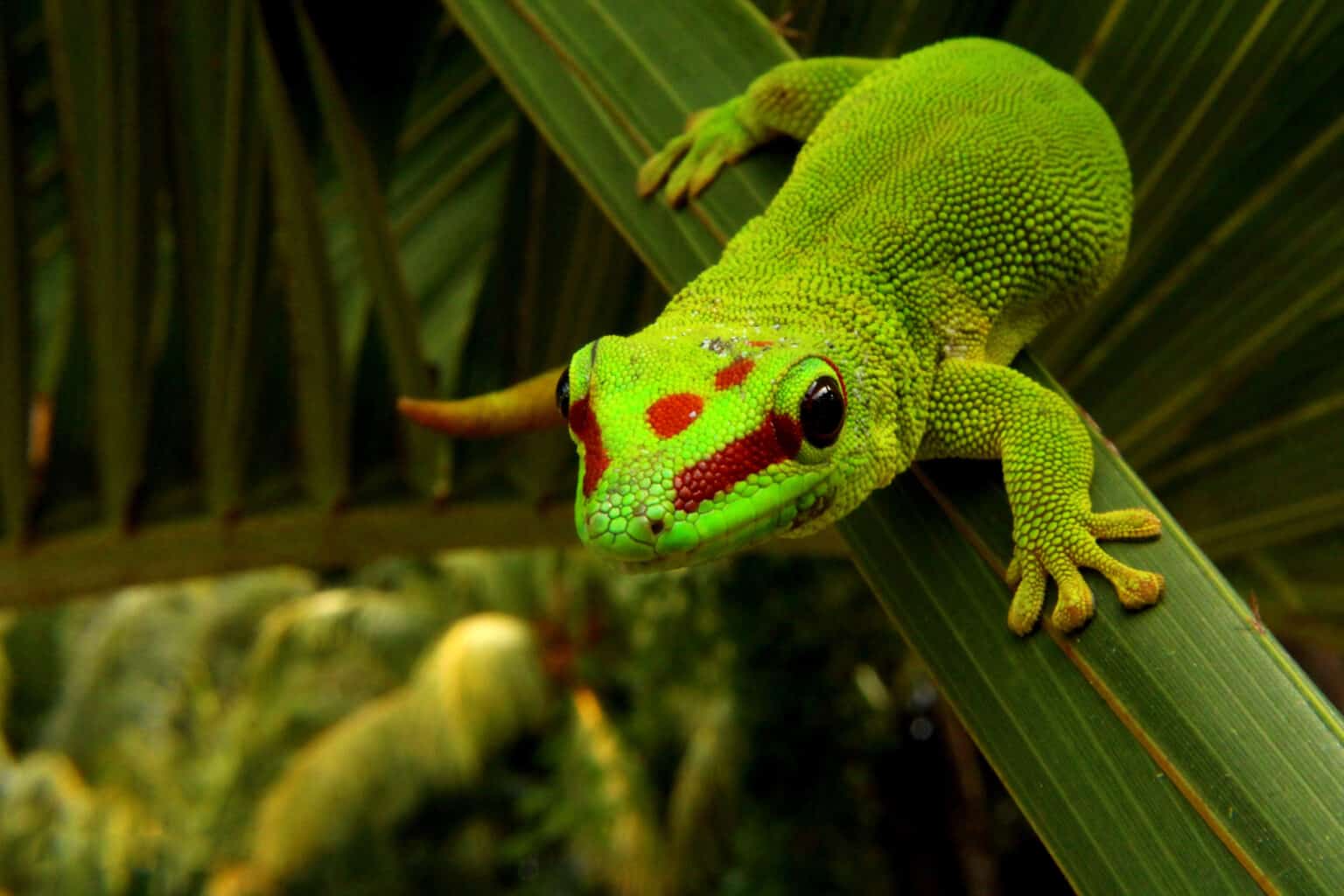 Gecko Animal Facts - Gekkonidae - A-Z Animals