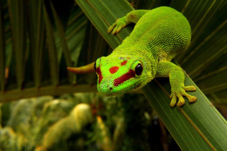 Gecko Animal Facts - A-Z Animals