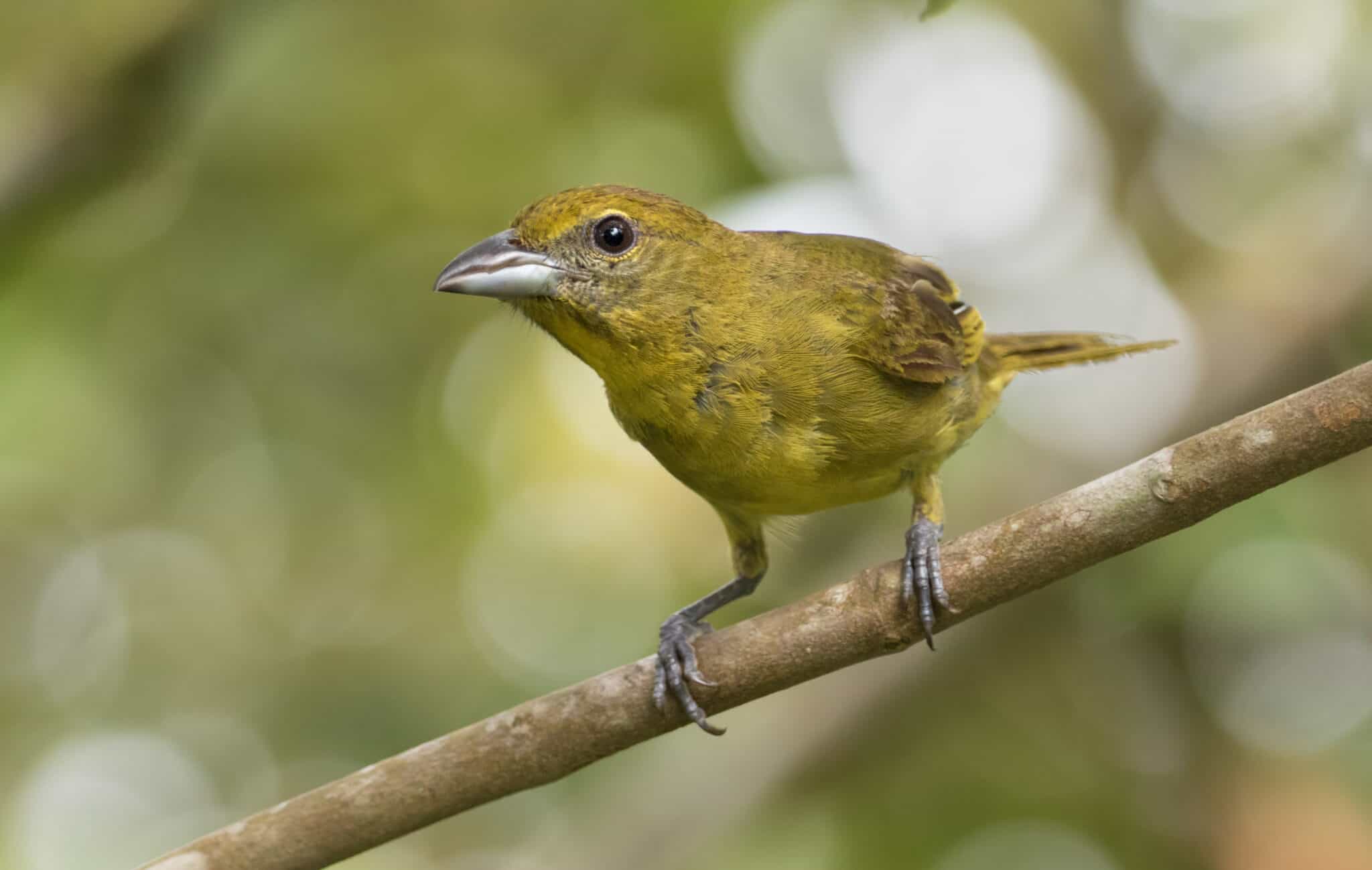 Hepatic Tanager (Red Tanager) Animal Facts - Piranga flava - A-Z Animals