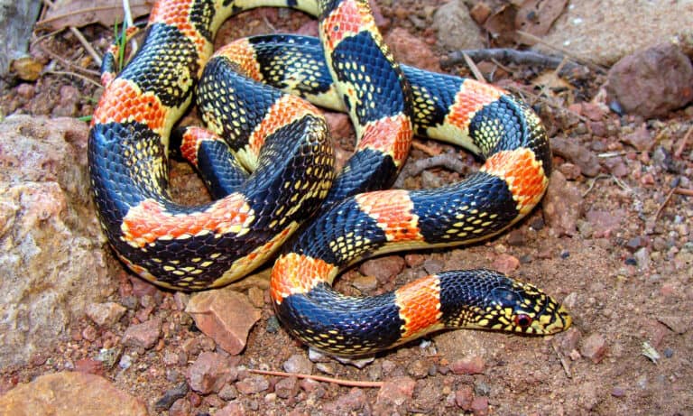 Meet the 13 Snakes of the Salinas River (2 Are Venomous!) - A-Z Animals