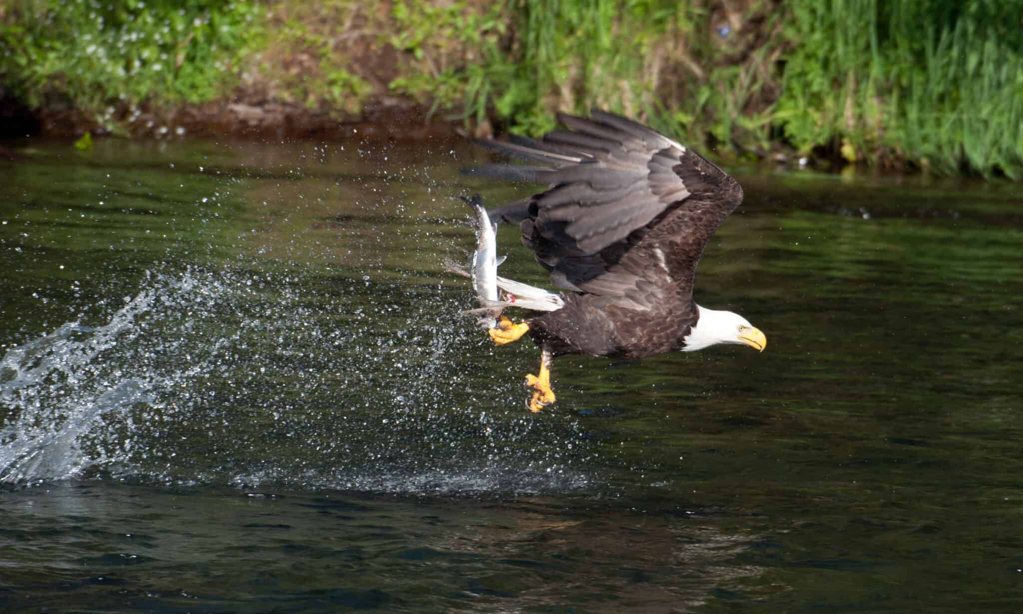 The 15 Best Places and Times to See Bald Eagles in Texas - A-Z Animals