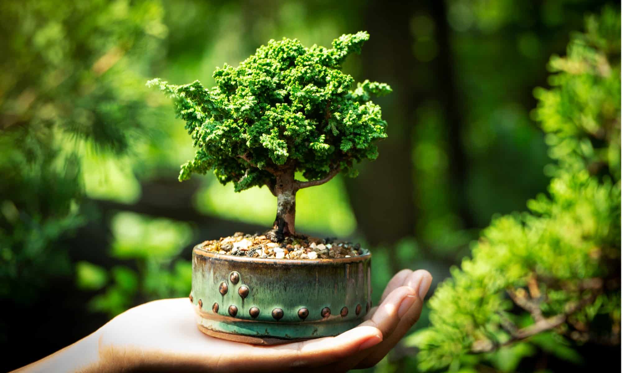 The 12 Best Outdoor Bonsai Trees To Cultivate Now - A-Z Animals