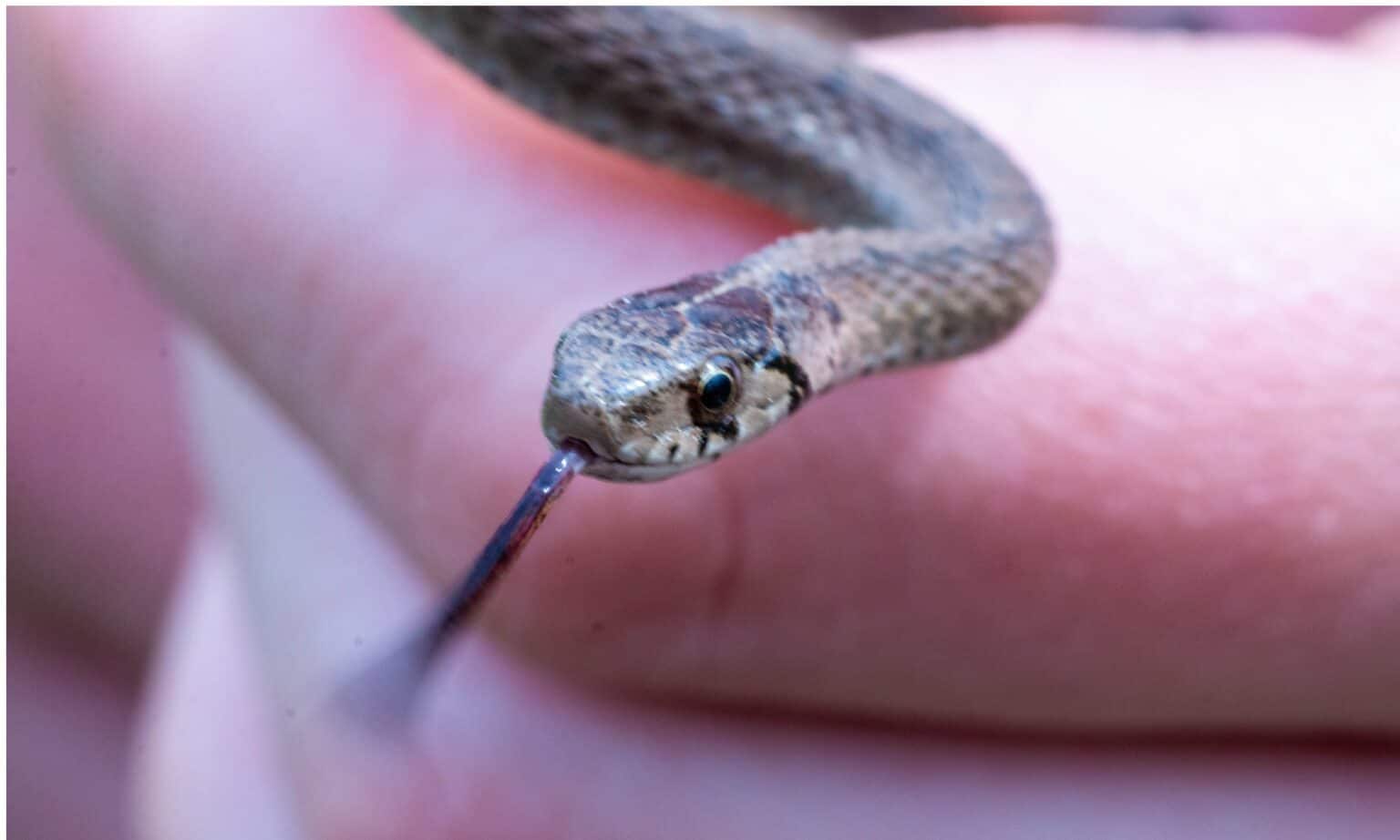 De Kay’s Brown Snake Animal Facts - Storeria dekayi - A-Z Animals
