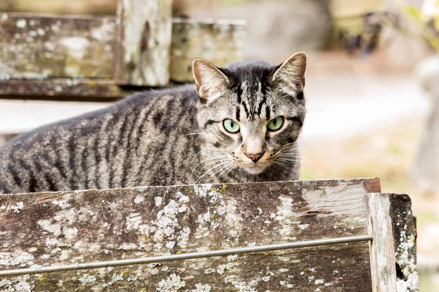 Does My Cat Have Arthritis? 13 Signs and Symptoms - A-Z Animals
