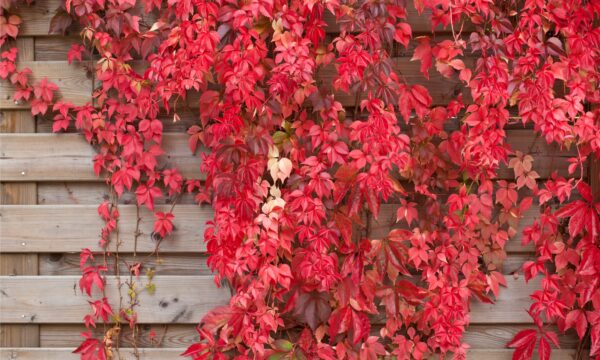 13 Plants that Look Like Poison Ivy... But Are Totally Different - A-Z ...
