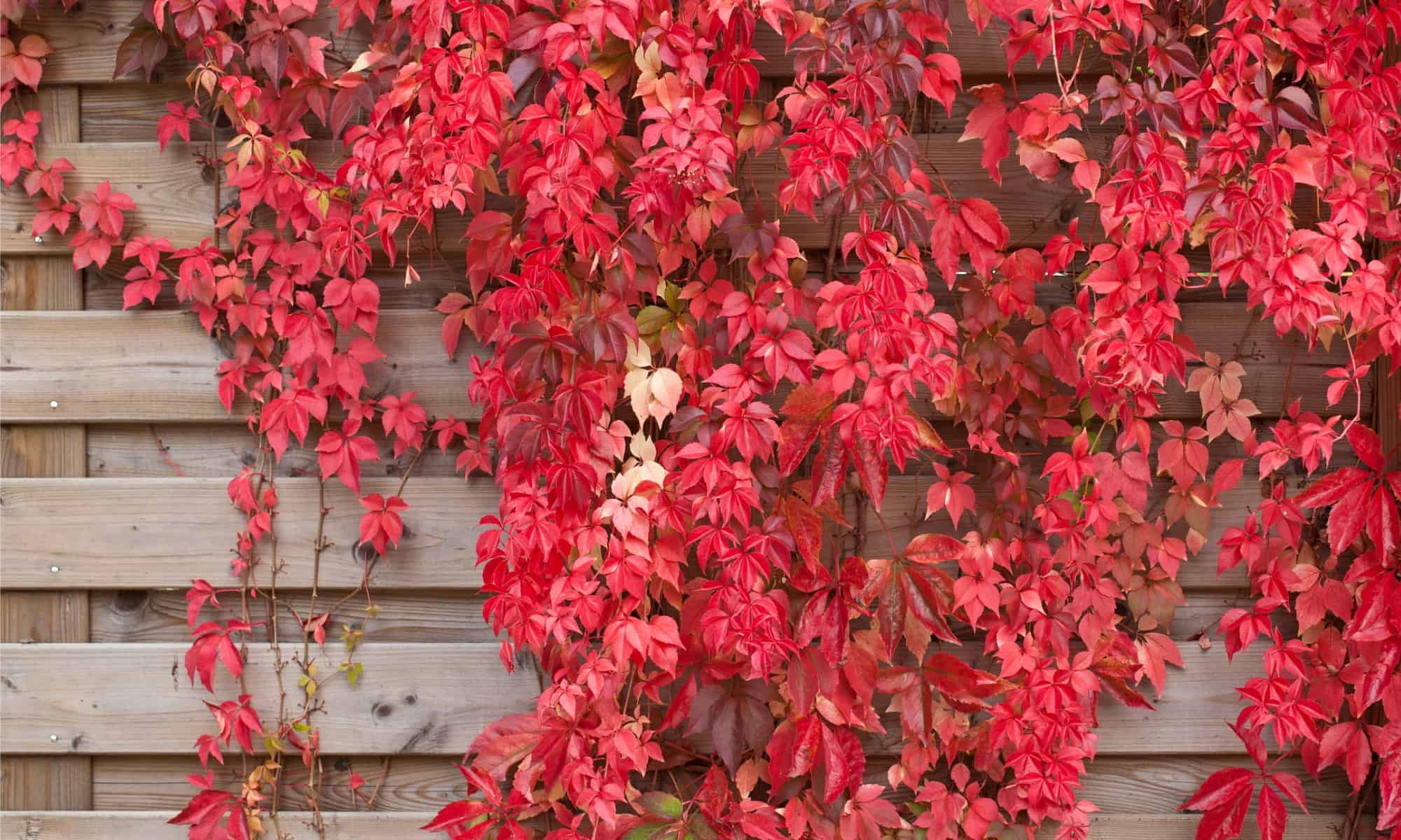 Virginia Creeper vs Boston Ivy: What’s the Difference? - A-Z Animals