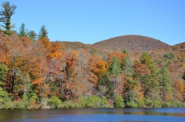 Discover the Largest Forest in Georgia (and What Lives Within It) - A-Z ...