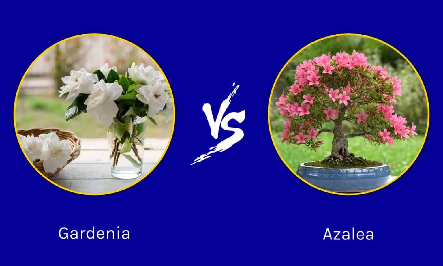 Gardenia vs Azalea: What Are Their Differences? - A-Z Animals