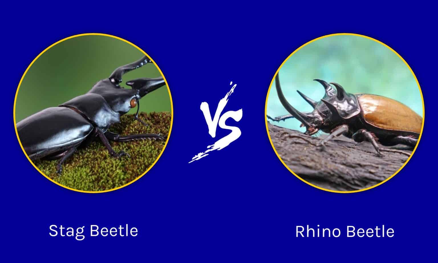 Stag Beetle vs. Rhino Beetle: What Are The Differences? - A-Z Animals