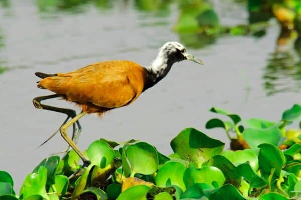 Jacana Bird Facts - A-Z Animals