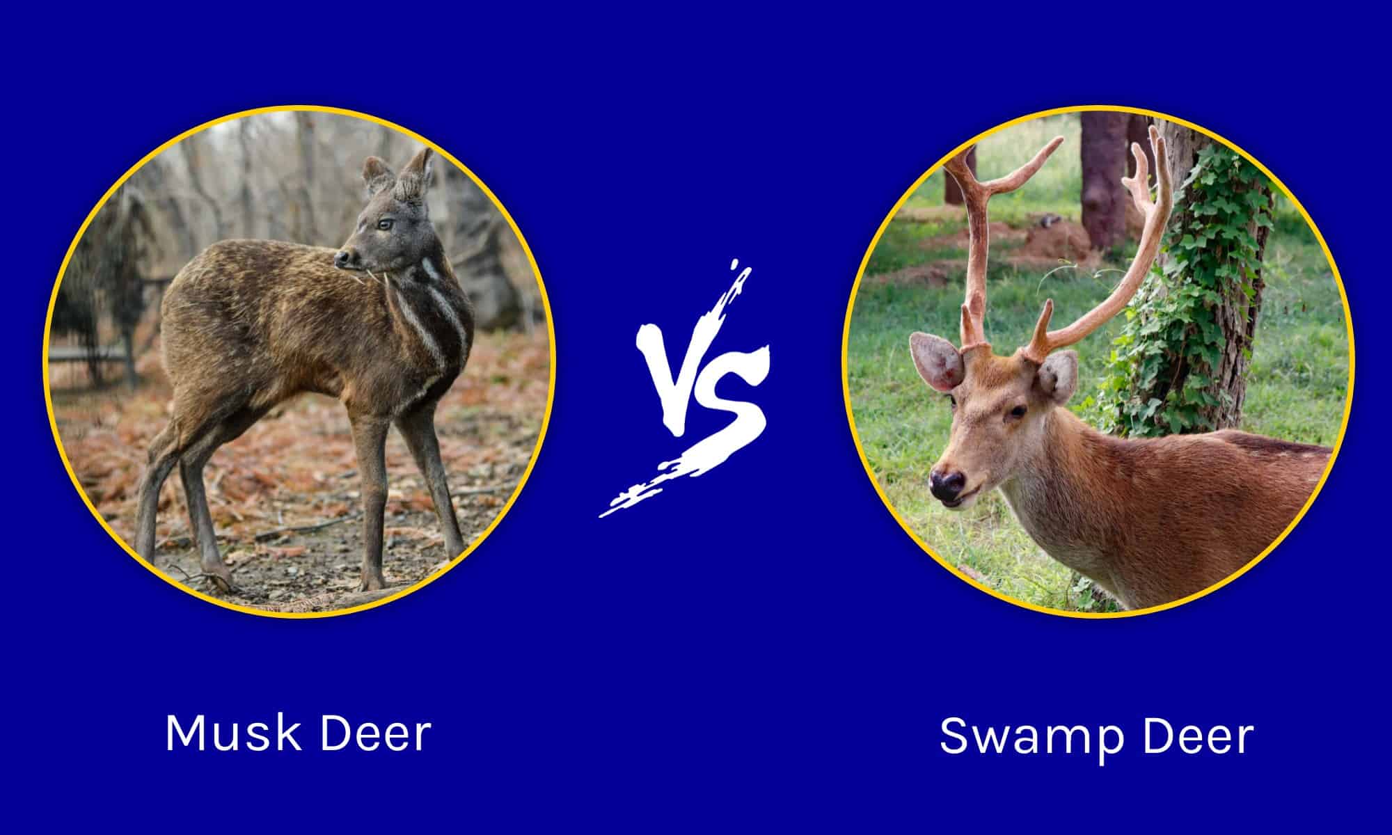 Musk Deer Vs Swamp Deer What Are The Differences A Z Animals