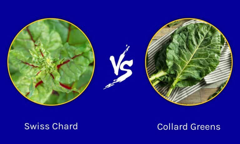 Swiss Chard vs. Collard Greens: What's the Difference? - A-Z Animals