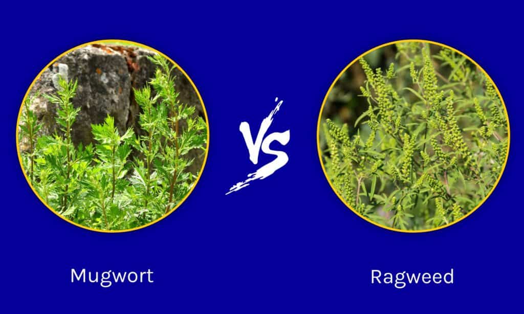 Mugwort vs. Ragweed: What's the Difference? - A-Z Animals
