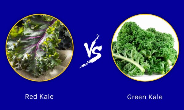 Red Kale vs. Green Kale: What Are the Differences? - A-Z Animals