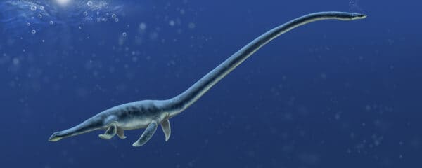 Plesiosaur Animal Facts - Plesiosauria - A-Z Animals