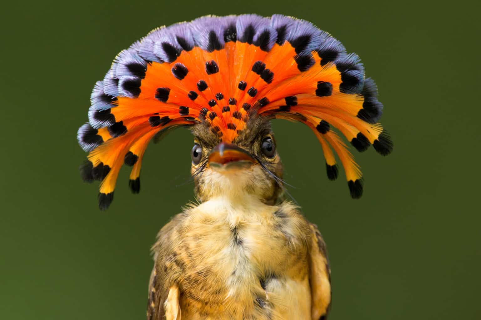 Meet The 12 Cutest Birds In The World - A-Z Animals