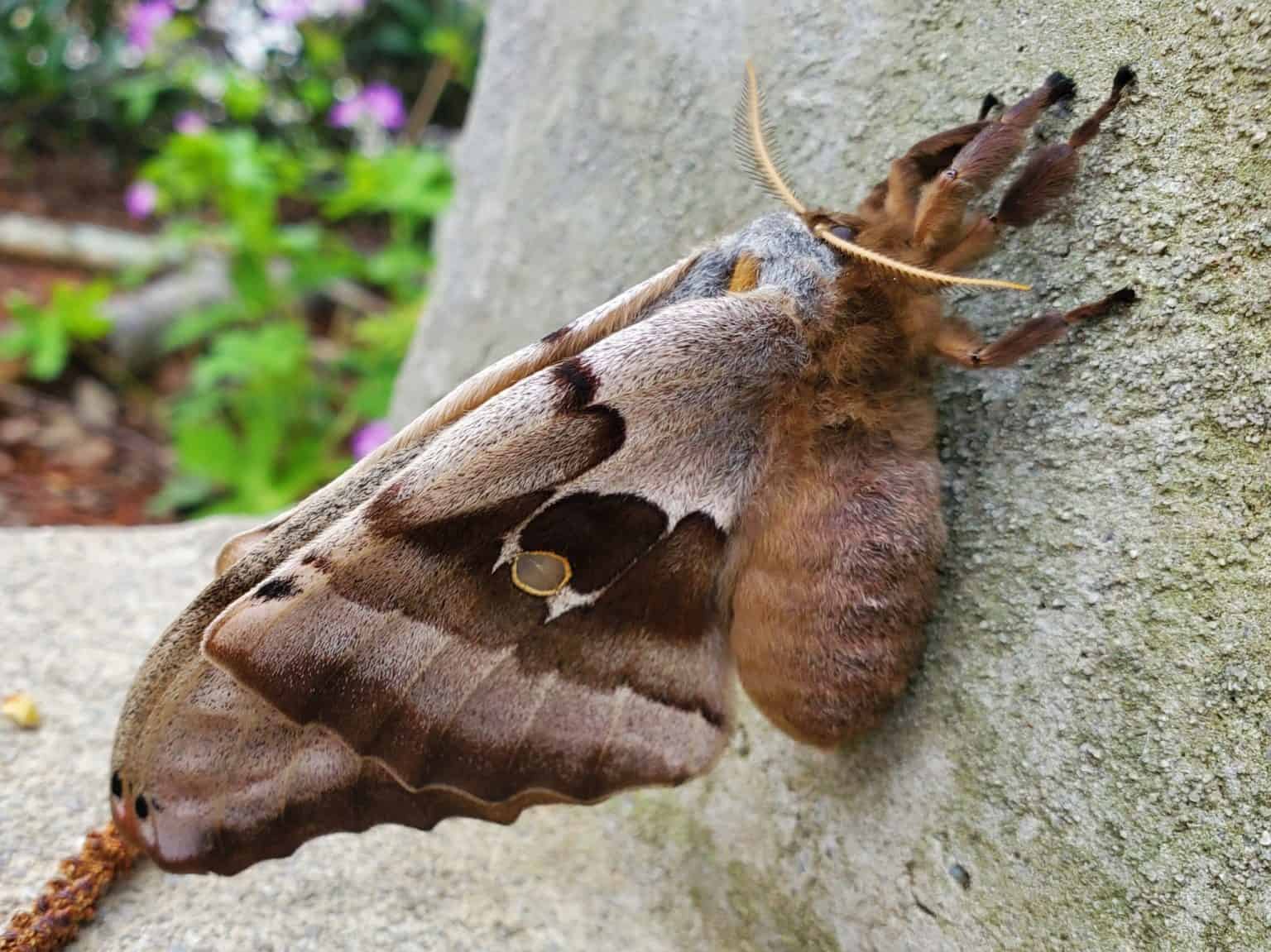 Tarantula With Wings: Are Flying Tarantulas Real or Myth? - A-Z Animals