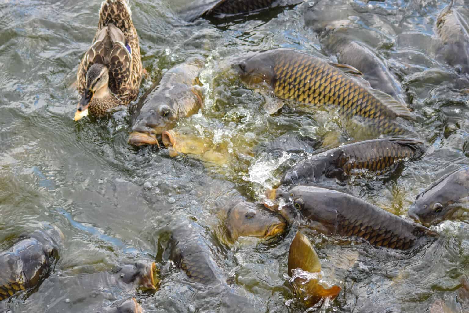 Explore 85+ Fish That Start With A (Common Names) - A-Z Animals