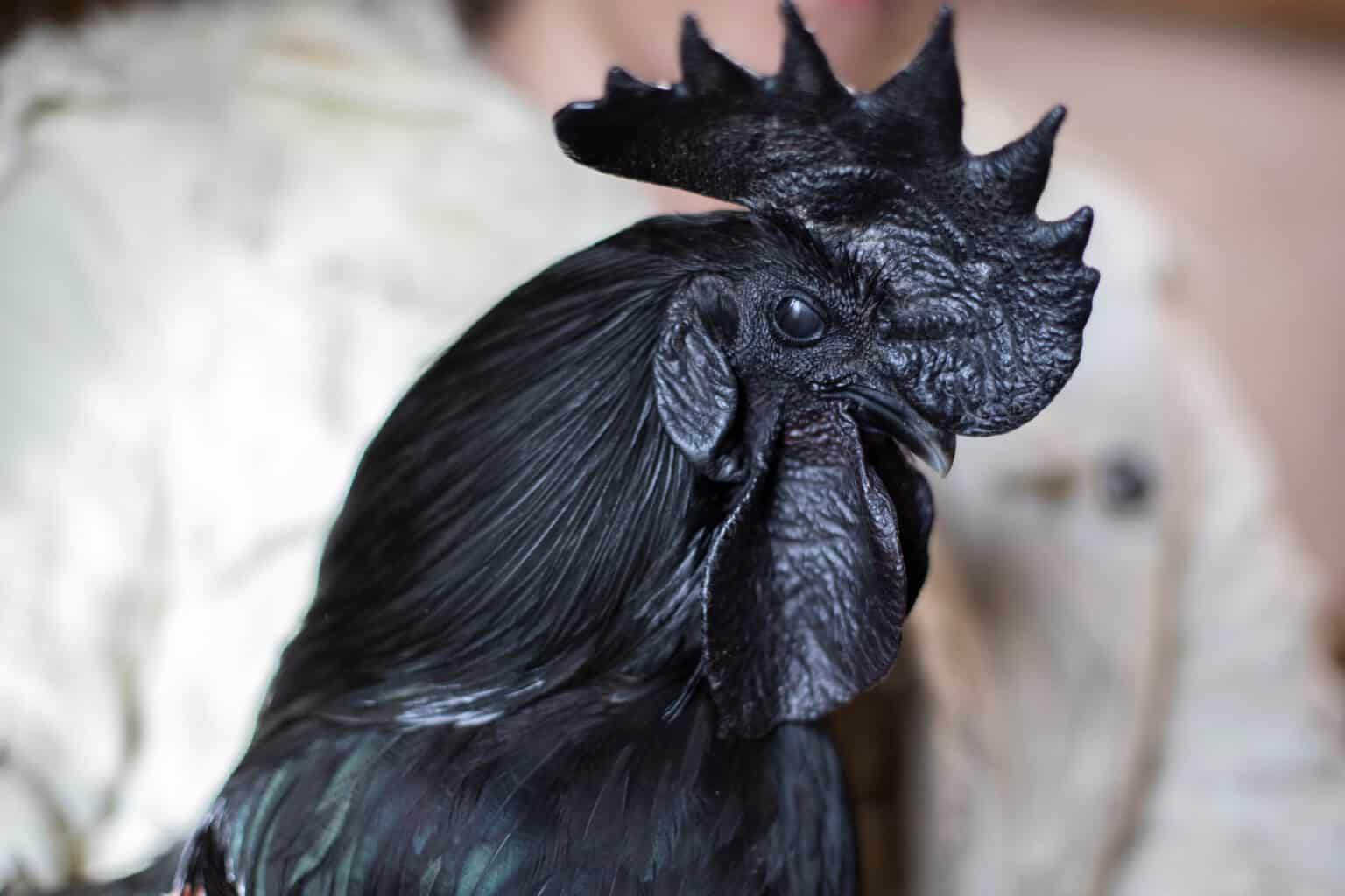The 11 Most Expensive Meats You Can Eat - A-Z Animals