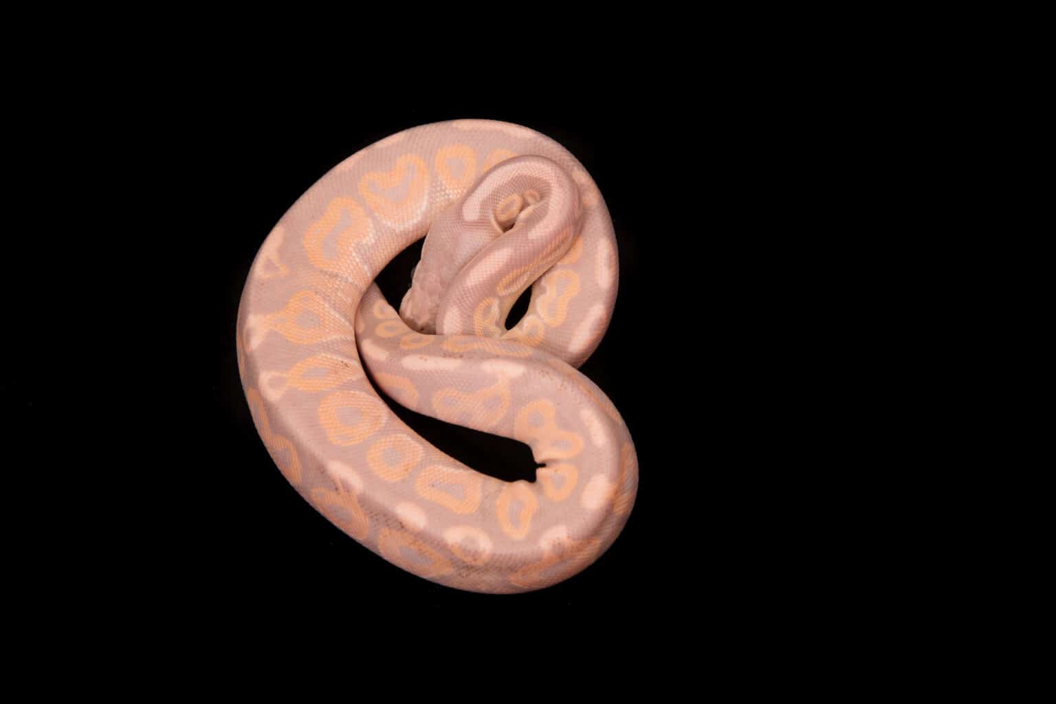 Banana Cinnamon Ball Python Animal Facts - Python Regius - A-Z Animals