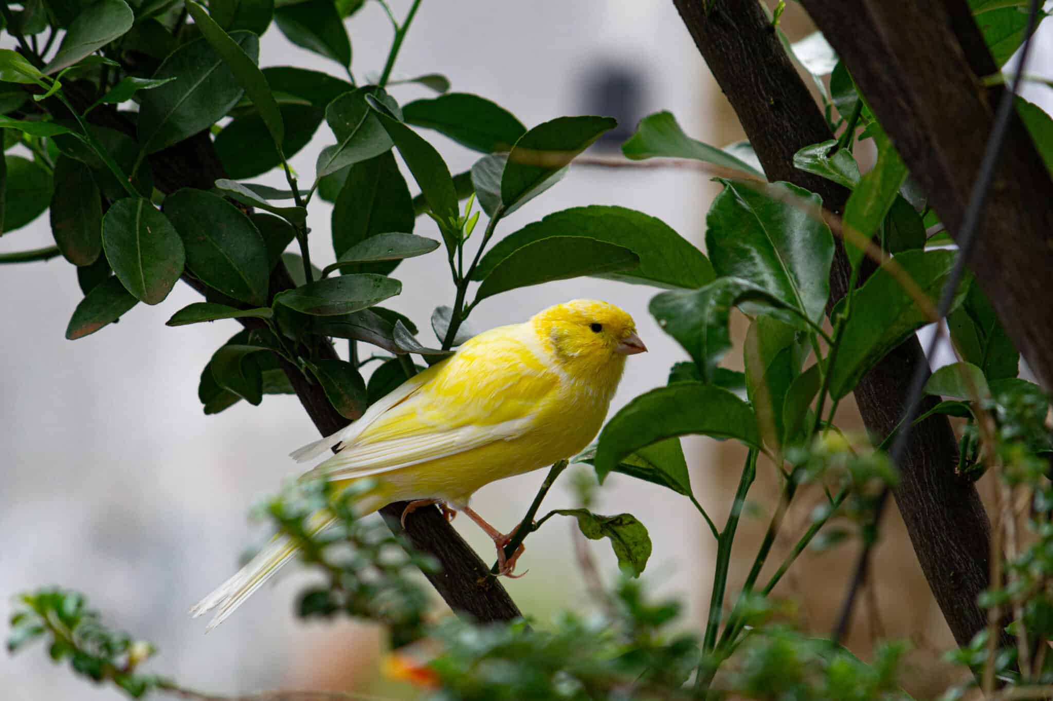 Belgian Canary Animal Facts - Serinus canaria - A-Z Animals