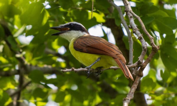 Yellow Tanager (Black-and-Yellow Tanager) Animal Facts - A-Z Animals
