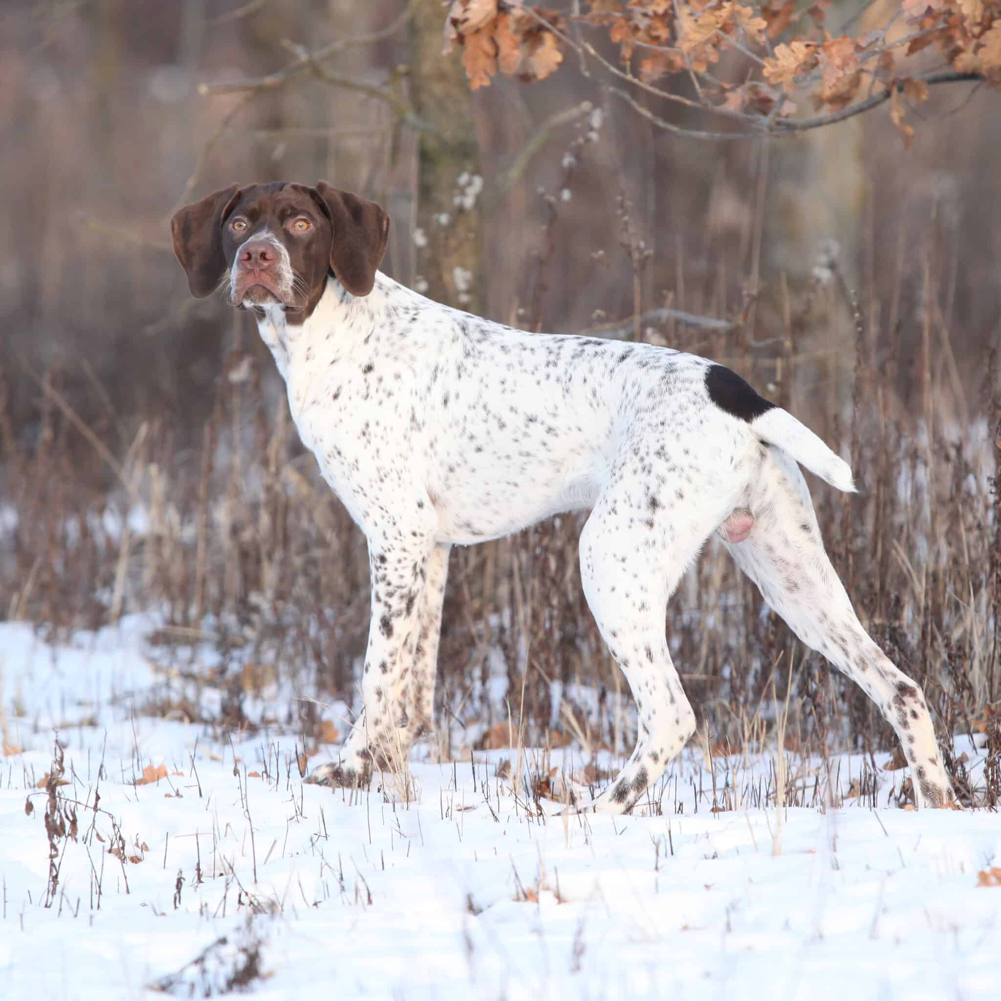 Braque Francais Dog Breed Complete Guide - A-Z Animals