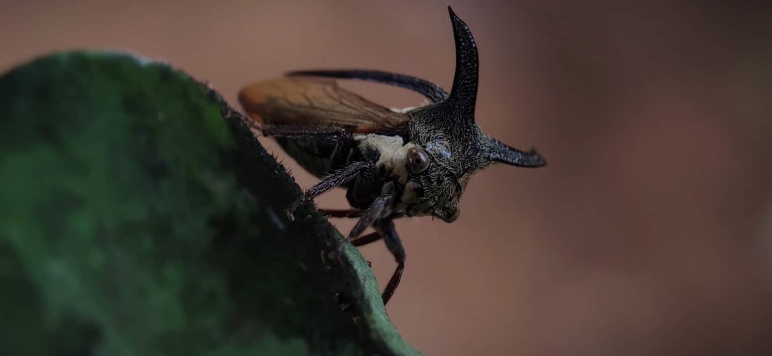 Brazilian Treehopper Insect Facts - Bocydium globulare - A-Z Animals