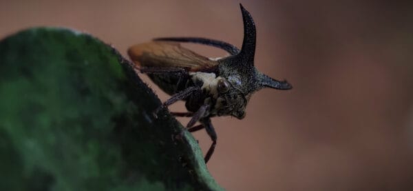 Brazilian Treehopper Insect Facts - Bocydium globulare - A-Z Animals