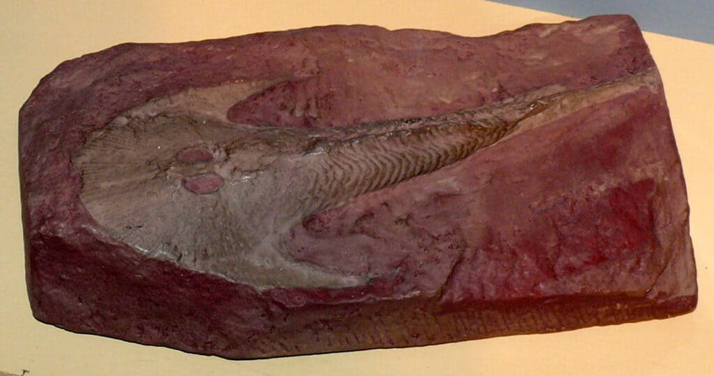 Cephalaspis Animal Facts - Cephalaspis - A-Z Animals